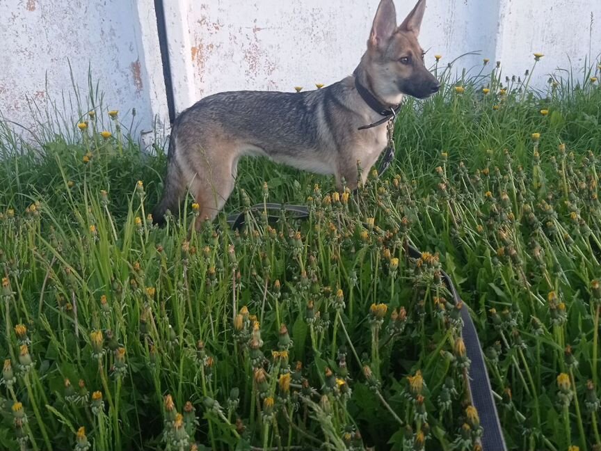 Собака Джесси, 9мес