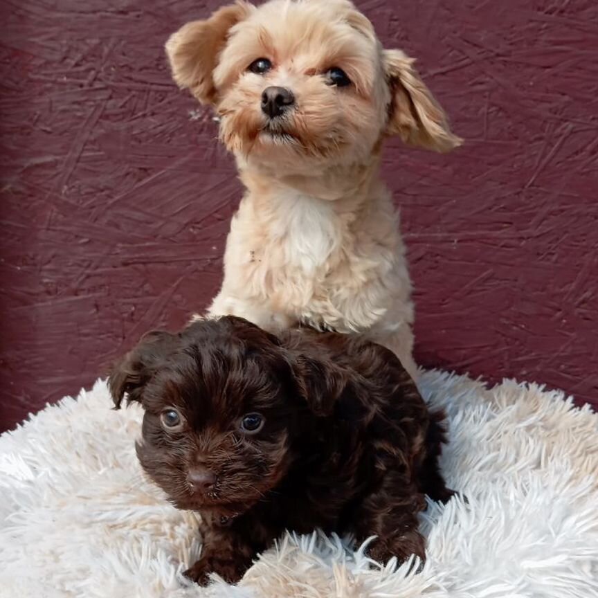 Шоколадный батончик мальтипу