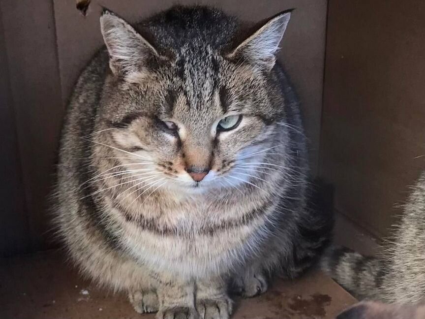 Одноглазая кошечка ищет дом.Промзону сносят