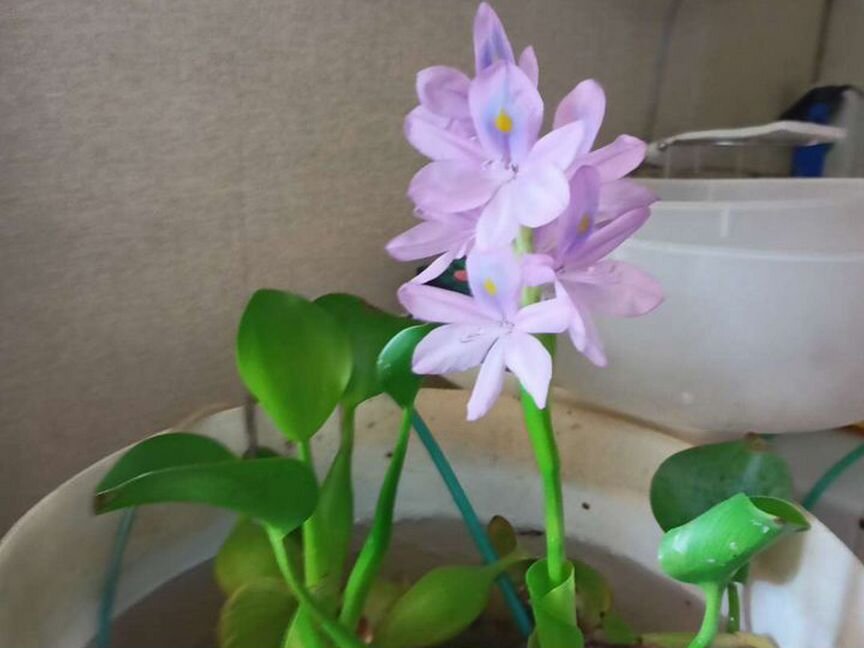 Водный гиацинт