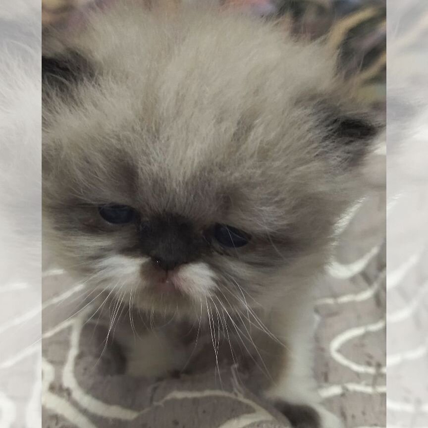 Персидский котёнок