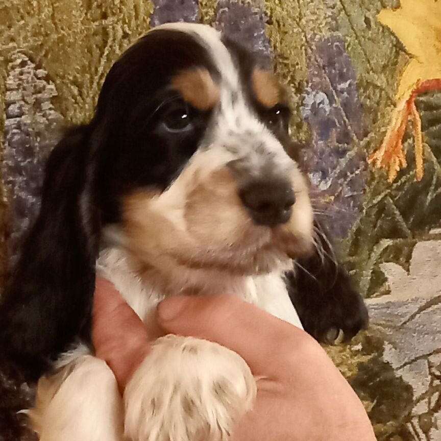 Необыкновенный красавец мальчик английский кокер