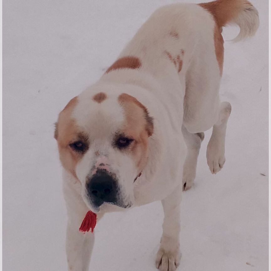 Среднеазиатская овчарка, взрослый пёс