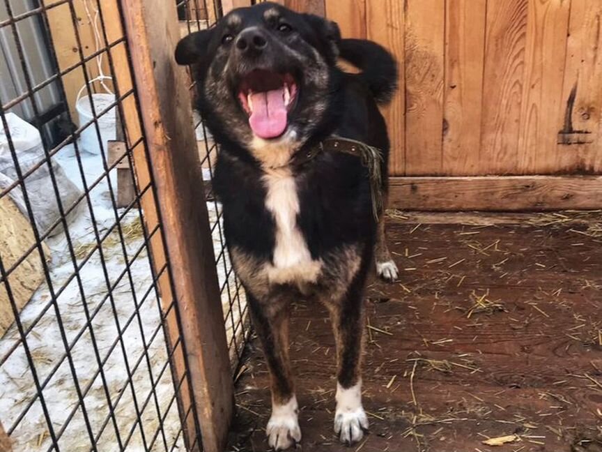 В добрые руки