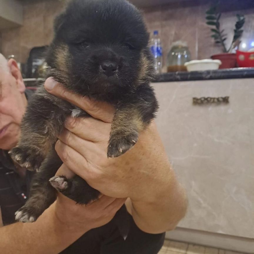 Щенок в добрые руки бесплатно