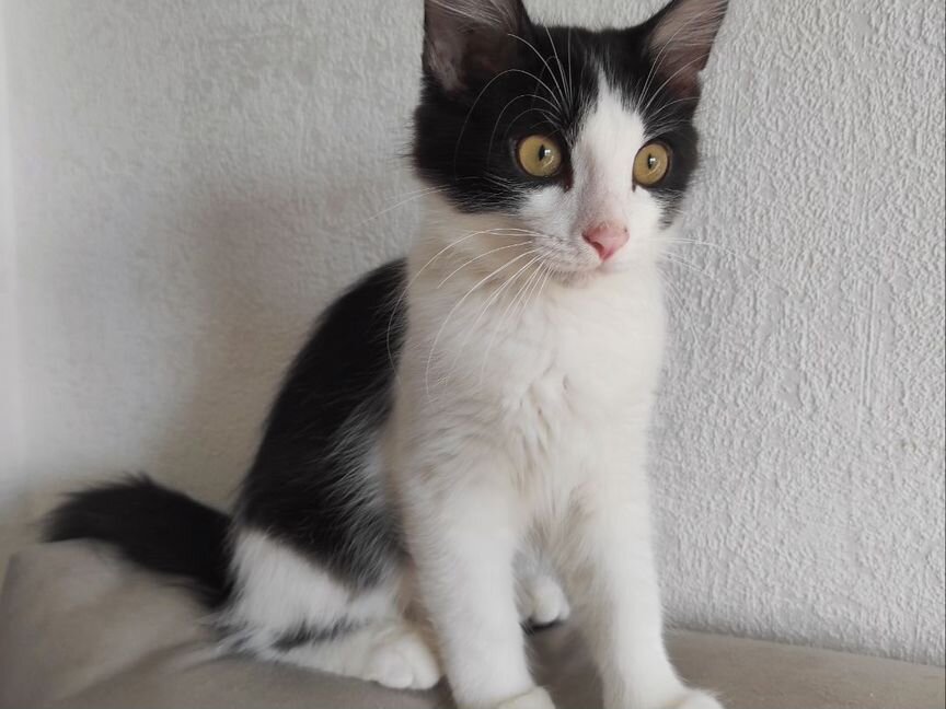 Котенок 3,5 месяца мальчик