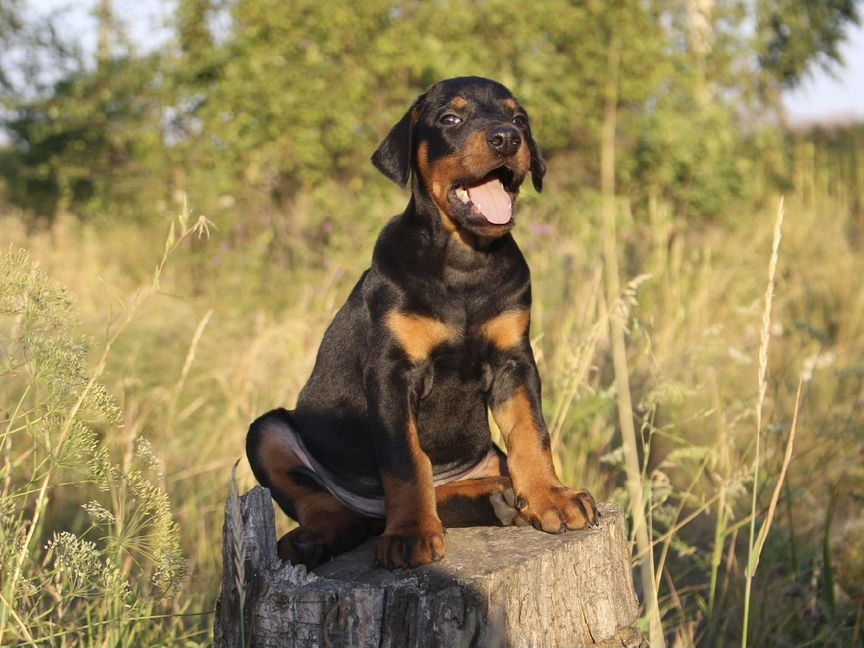Щенки доберманов