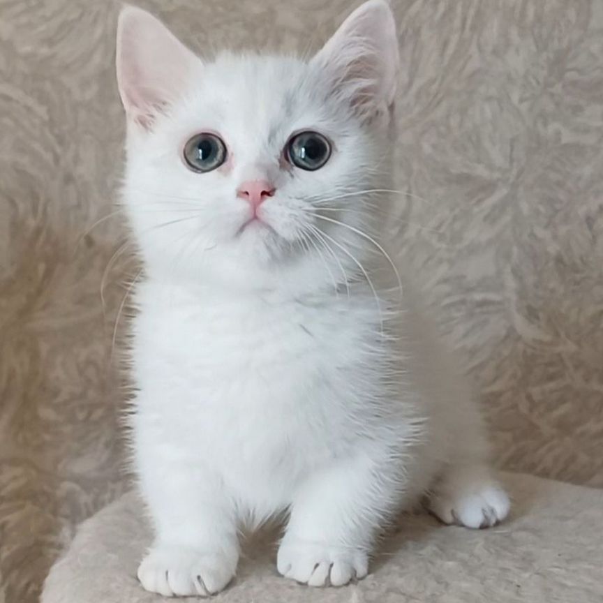 Манчкин котёнок