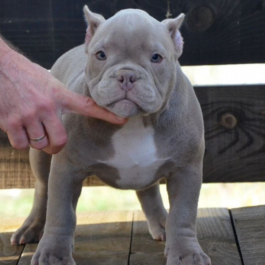 Американские булли