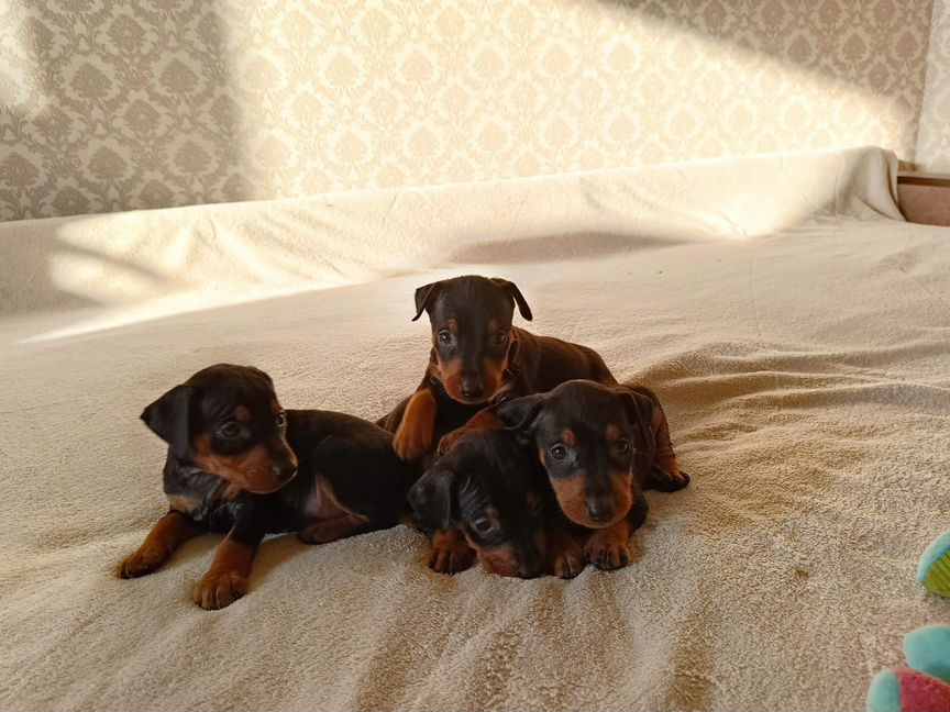 Щенки цвергпинчера