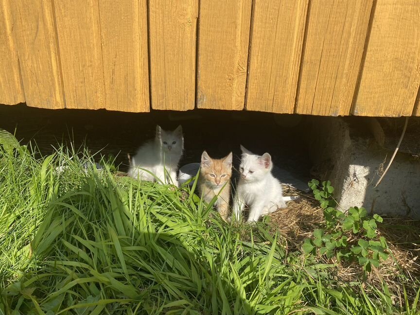 Котята в добрые руки