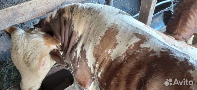 Бык на мясо