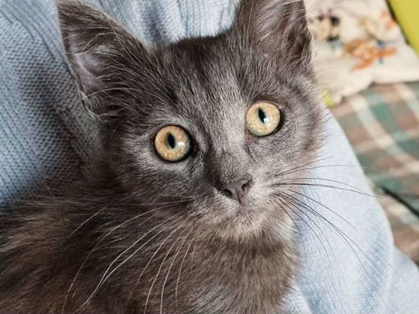 Дымчатый котенок 2.5 месяца