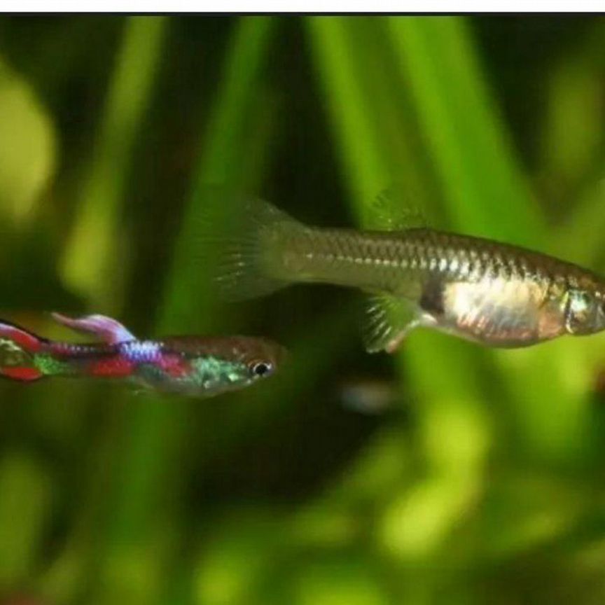 Рыбки гуппи