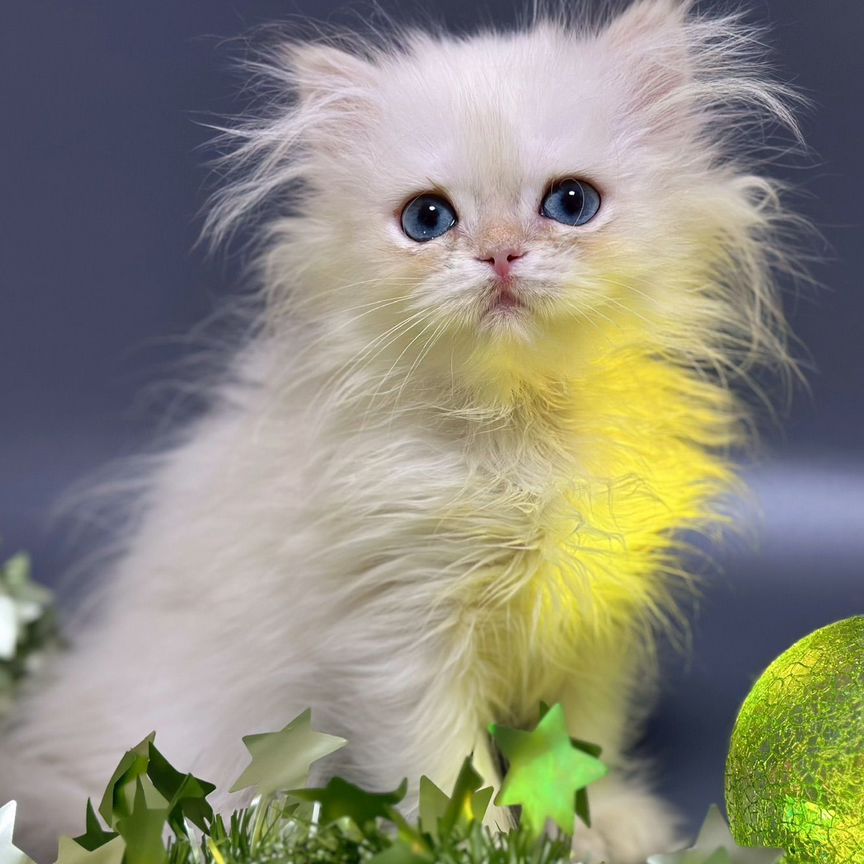 Британская пойнтовая красавица