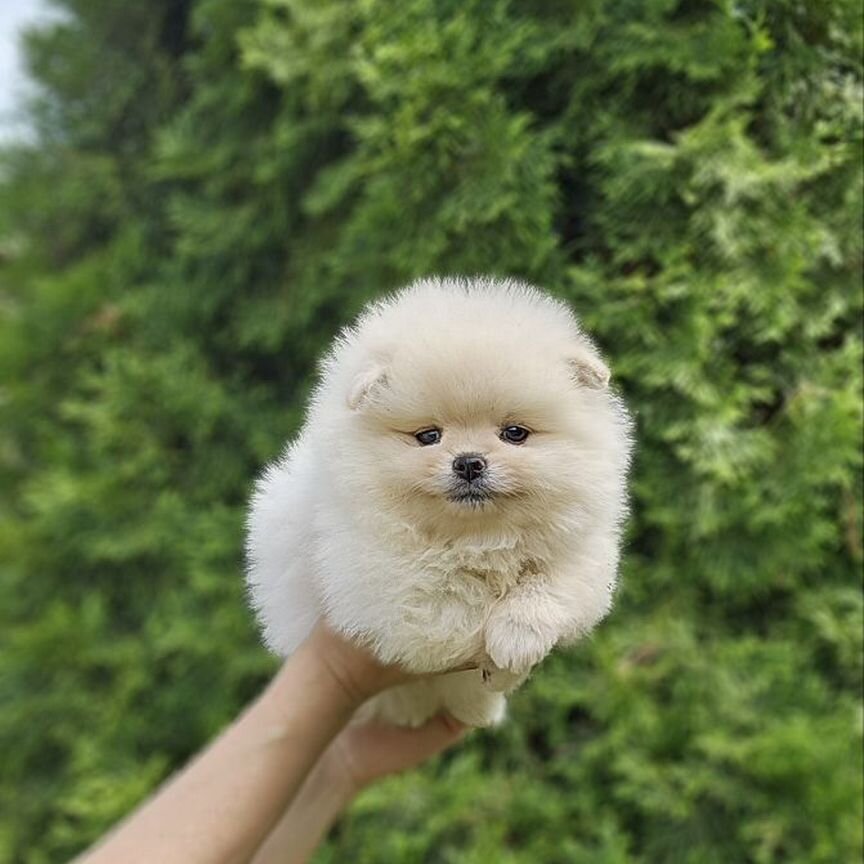 Маленький мишка
