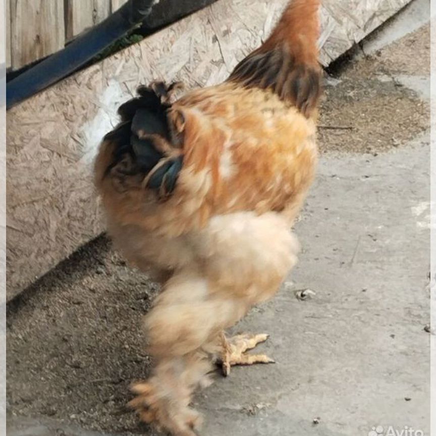 Куры молодки несушки брама палевая-2шт