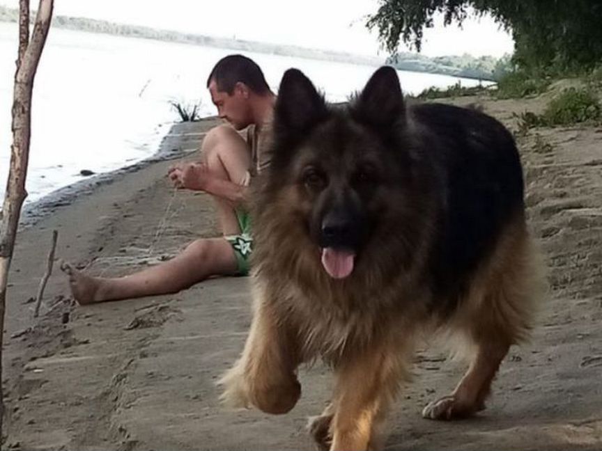Немецкая овчарка