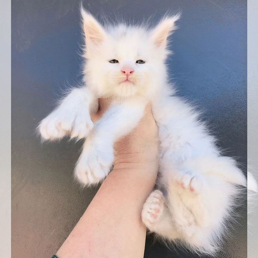 Мейн-кун котёнок