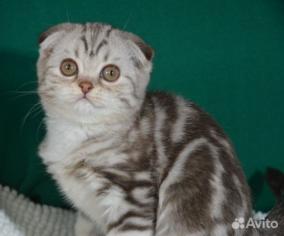 Девочка вислоухая, мраморная