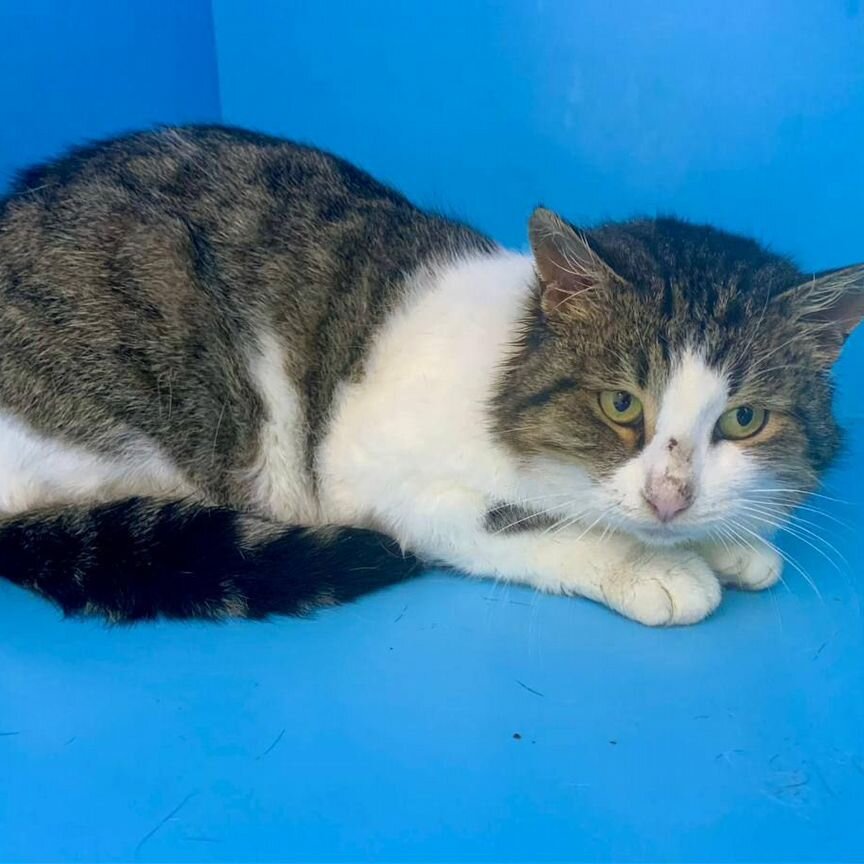 Ридли вышел к людям за помощью. Приютите парня