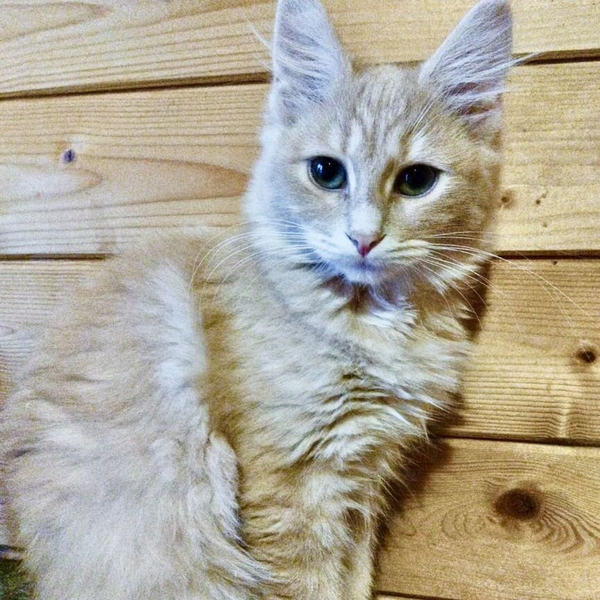Рыжий котенок девочка