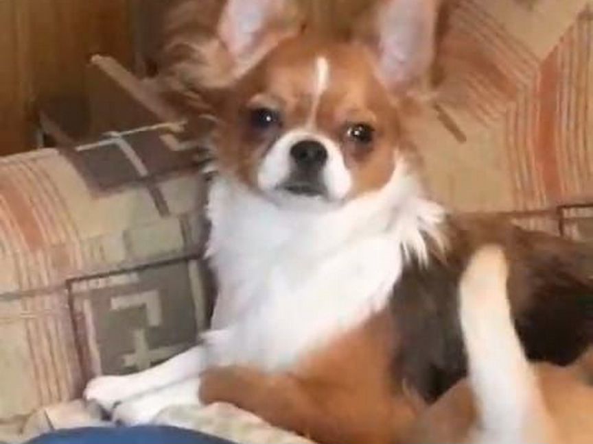 Щенки чихуахуа длинношерстные