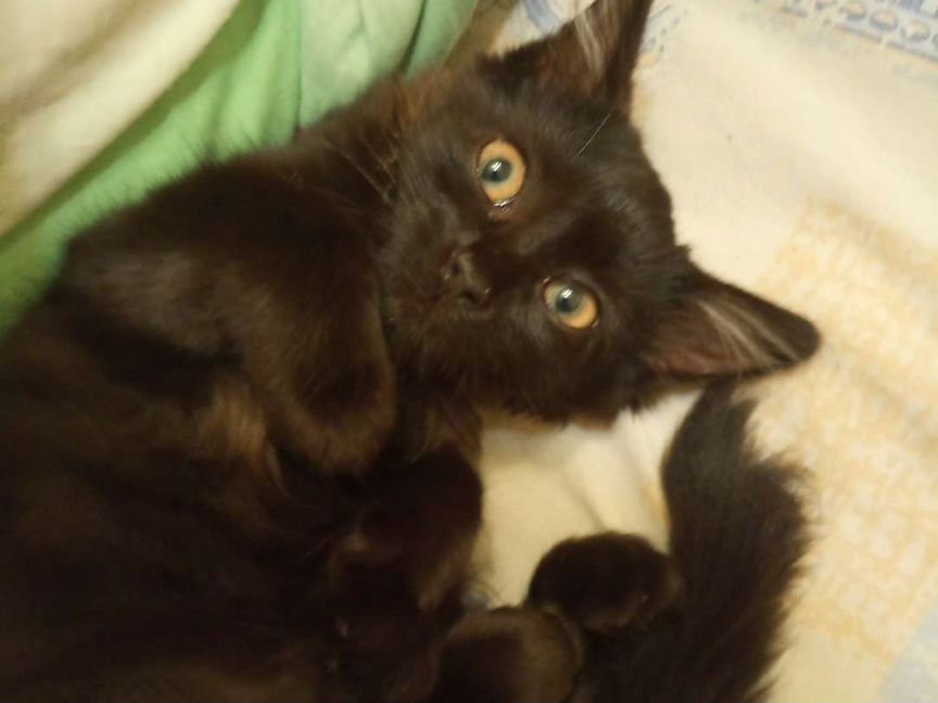 Черный котенок в добрые руки
