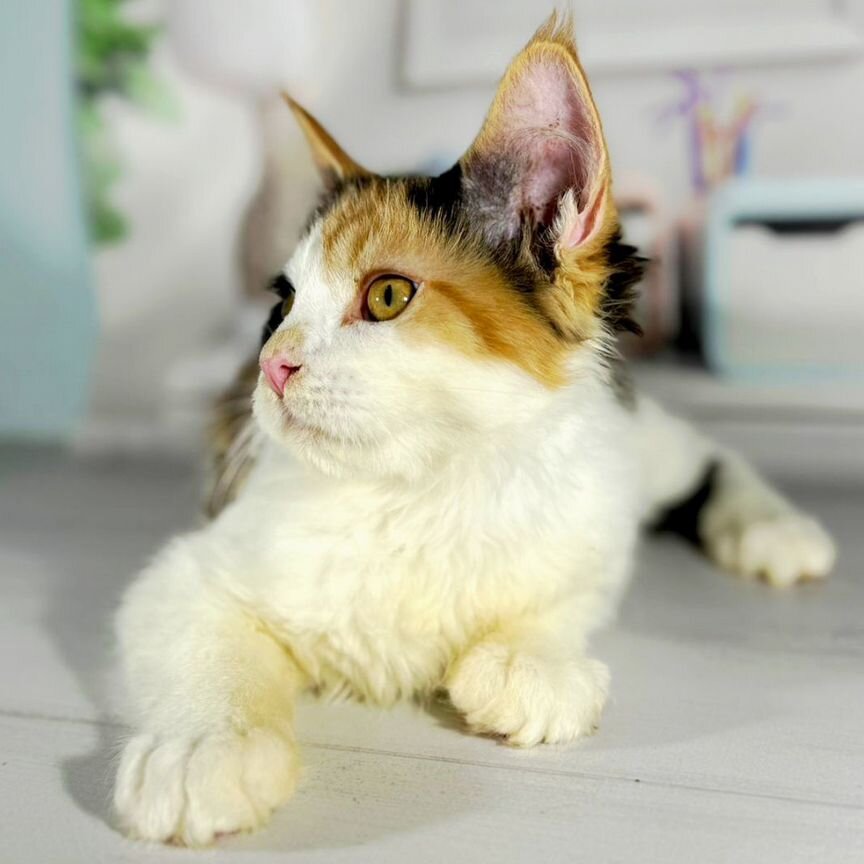 Кошка на счастье