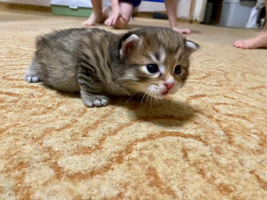 Котята породистые Курильский бобтейл