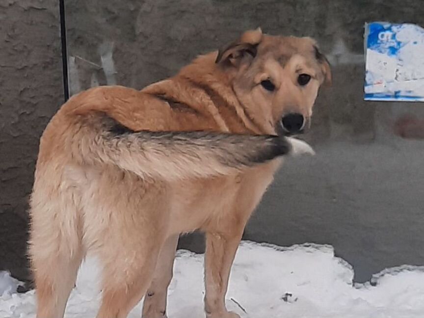 Собака Лютик 8 мес