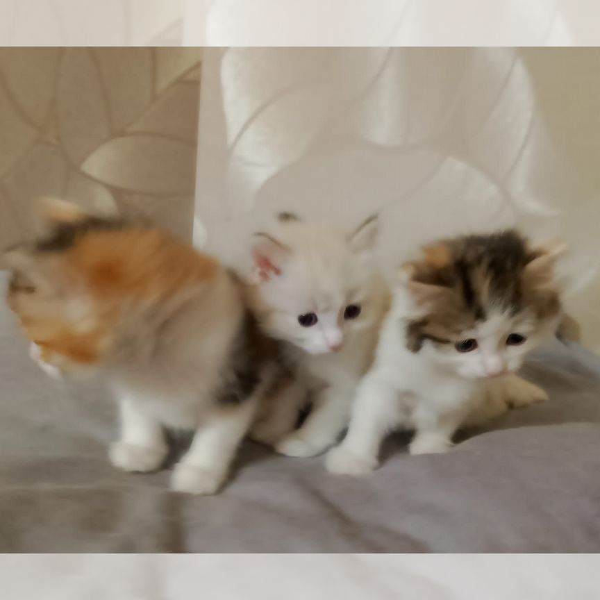 Курильский бобтейл длинношёрстный котёнок