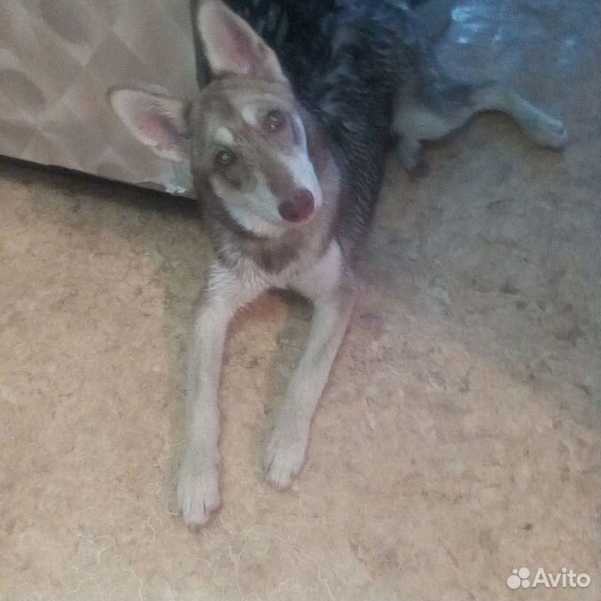 Отдам в добрые руки хаски помесь с лайкой