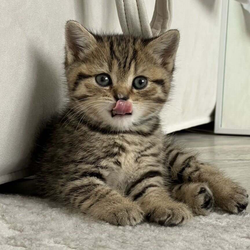 Британские котята