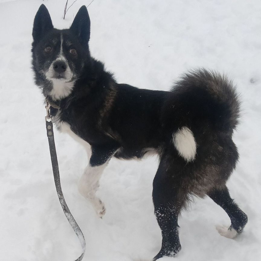 Взрослая собака в добрые руки