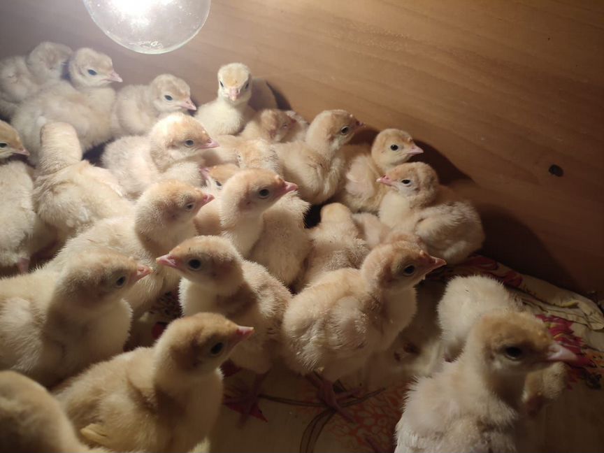 Индюшата хайбрид конвертер