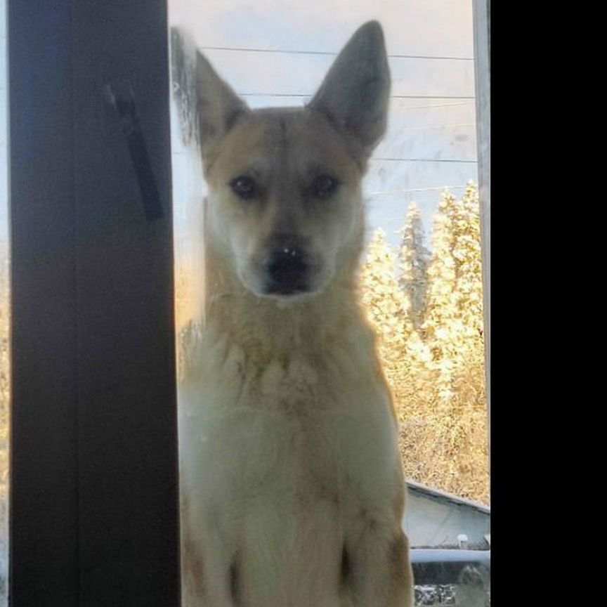 Взрослая собака в добрые руки