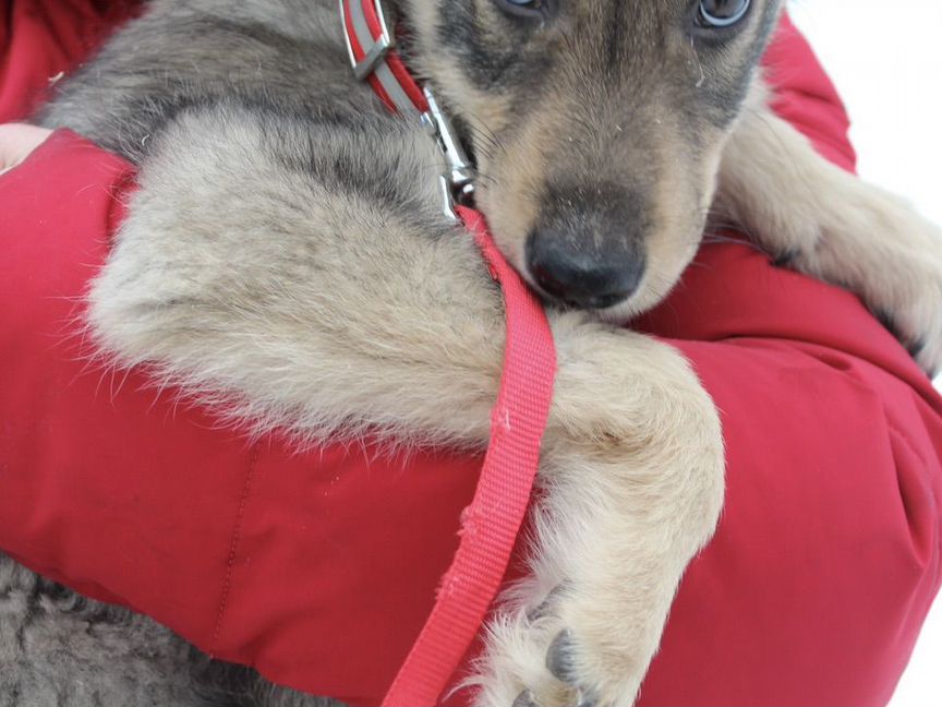 Собака щенок скоро выпуск на улицу