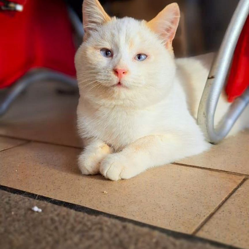 Тайские котята