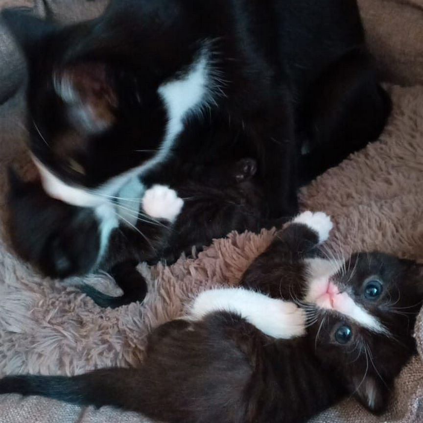 Котята в добрые руки