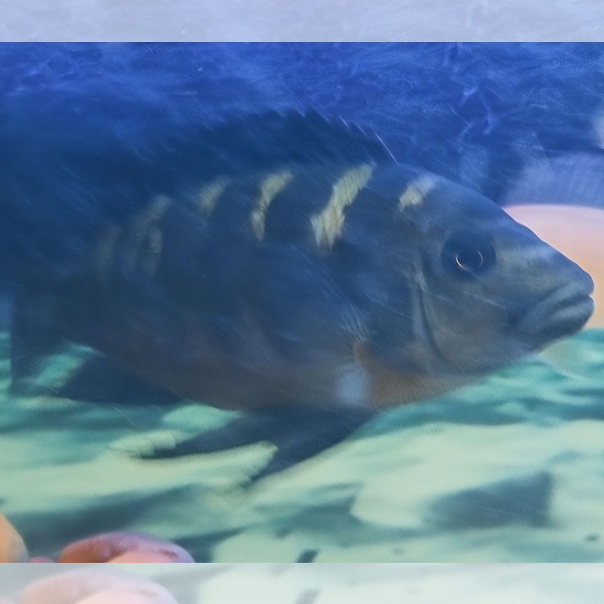 Рыбки цихлиды