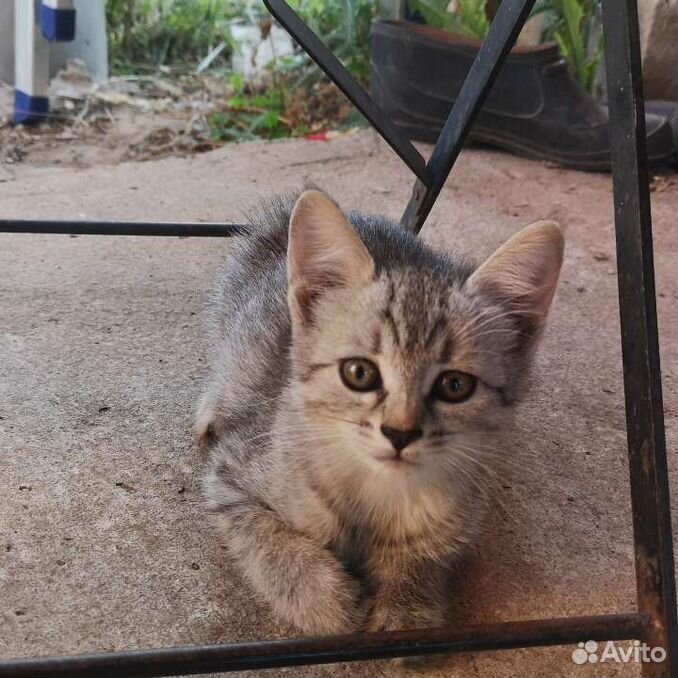 Котята дворянской породы)