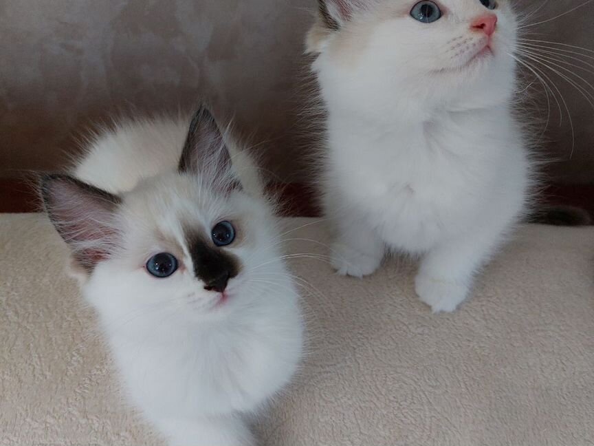 Котята рэгдолл
