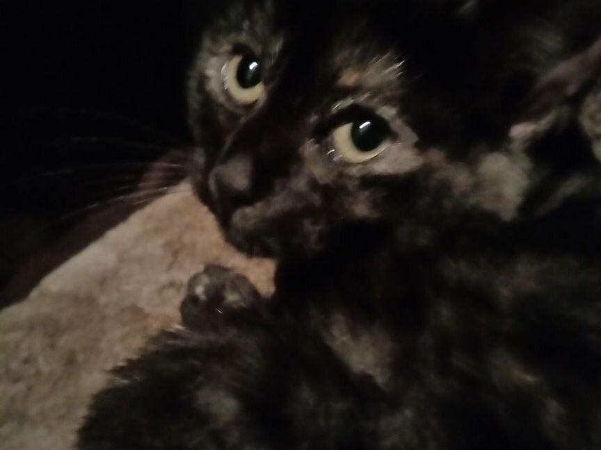 Котёнок домовёнок