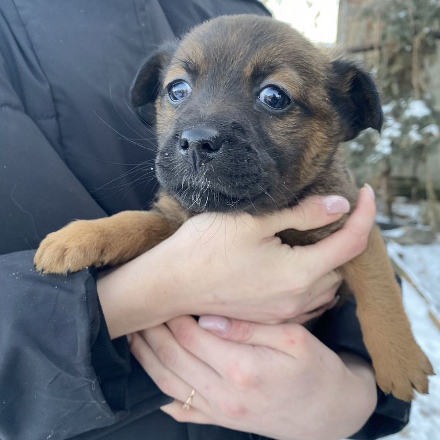 Щенок в добрые руки