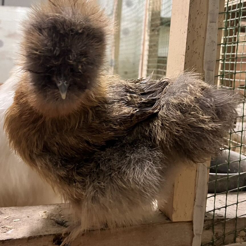 Китайские шелковые куры