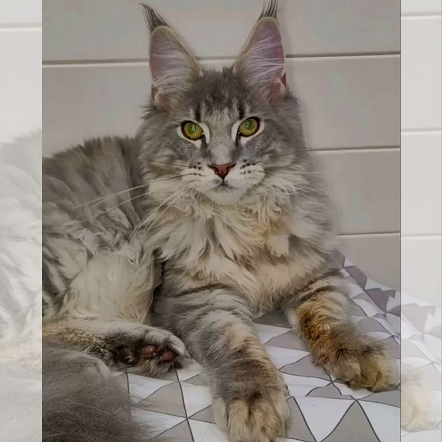 Мейн-кун котёнок