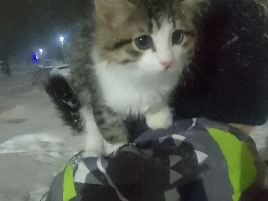Отдам котёнка. (Котик)