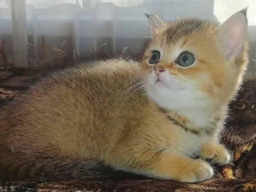 Шотландские золотые милашки