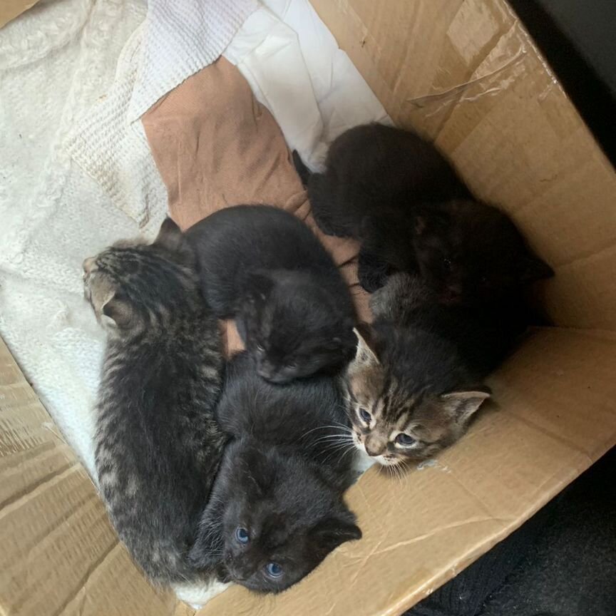 Котята ищут хозяев
